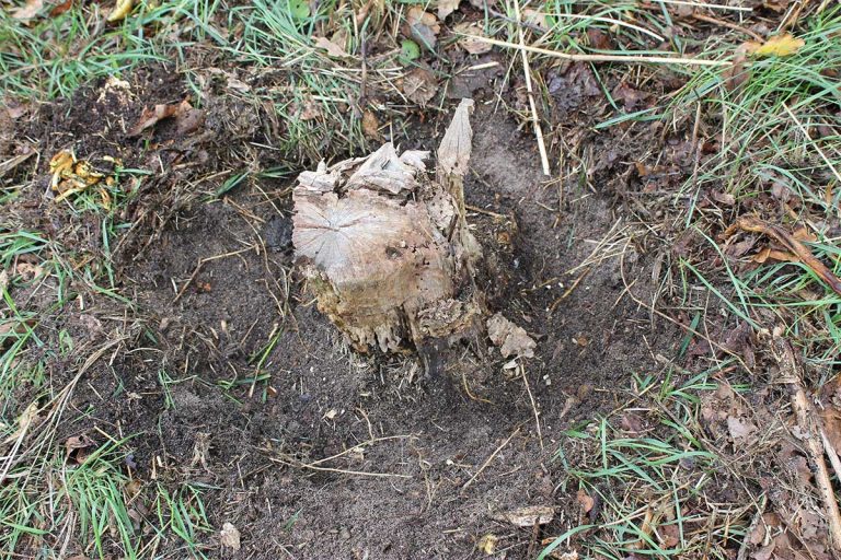 Elda upp stubbar enkelt med en stubbskorsten - Se video och bilder