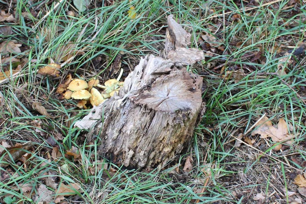 Elda upp stubbar enkelt med en stubbskorsten - Se video och bilder