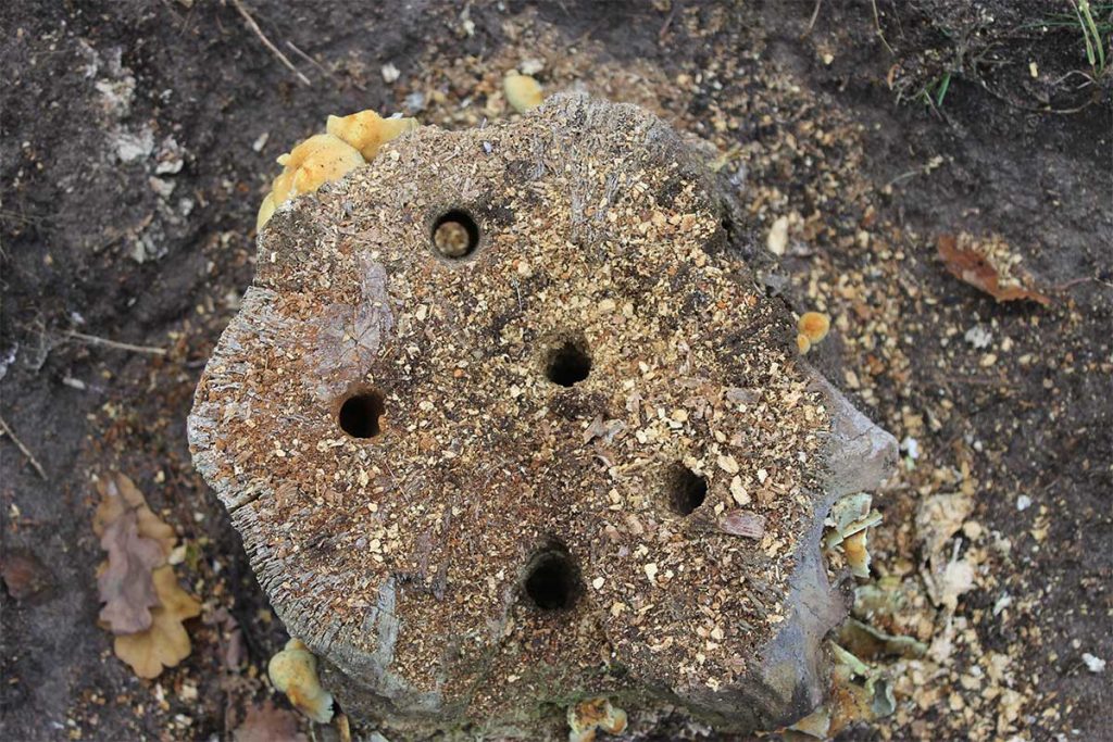 Elda upp stubbar enkelt med en stubbskorsten - Se video och bilder