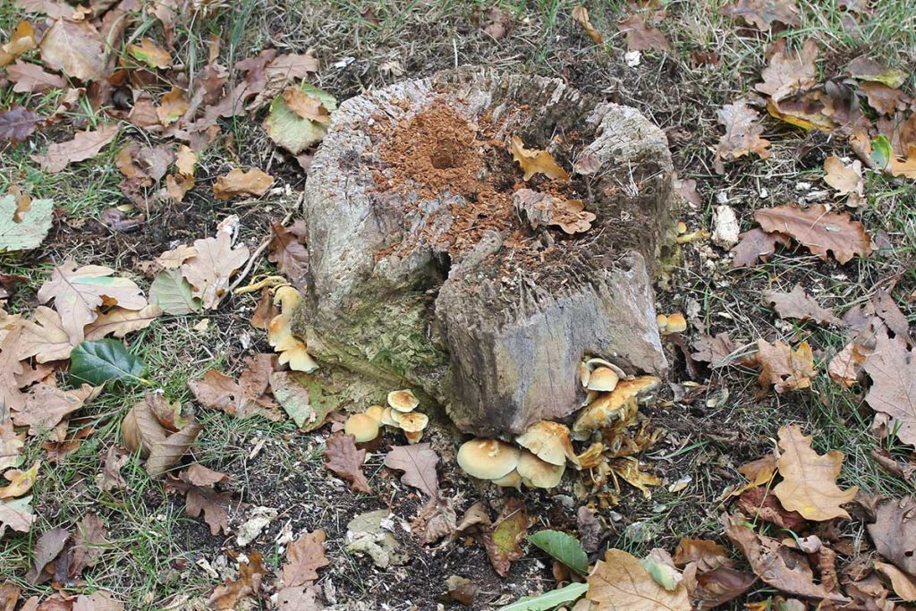 Elda upp stubbar enkelt med en stubbskorsten - Se video och bilder